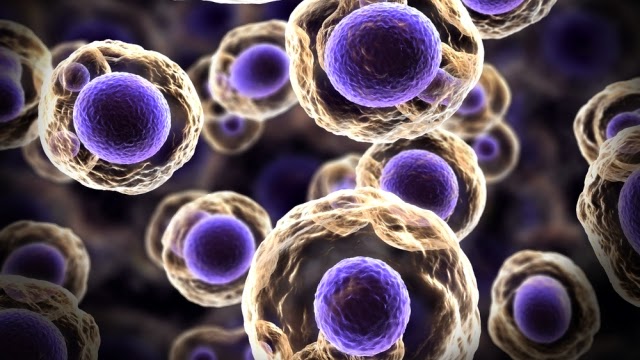 LOS VIRUS: LOS VIRUS ANIMALES