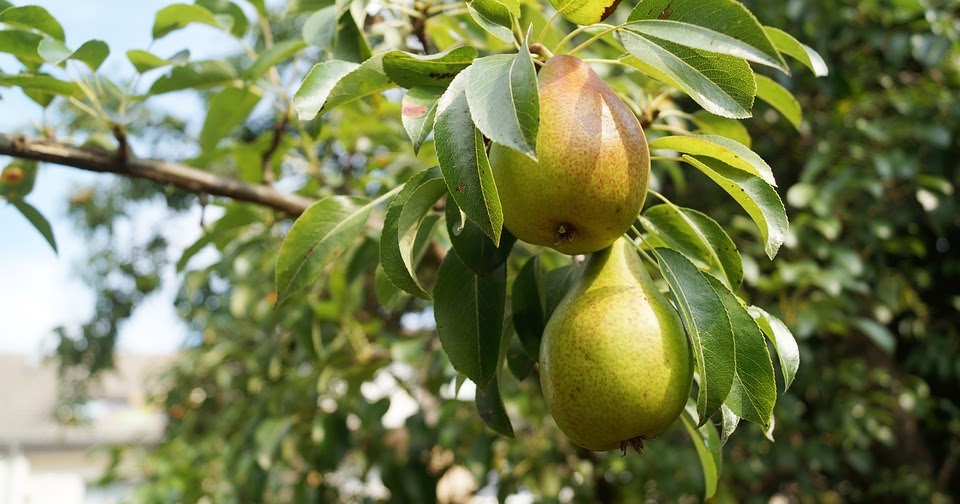 PEARS