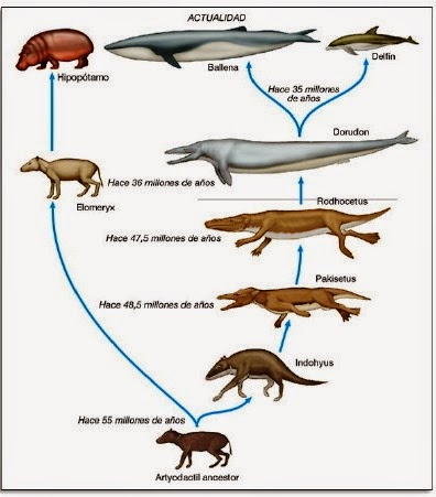 Alex Santibáñez: Evolucion de las ballenas