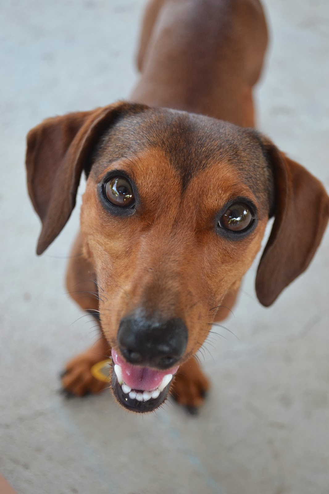 Dachshund Nola February Is Pet Dental Health Month dachshund-nola-february-is-pet-dental-health-month