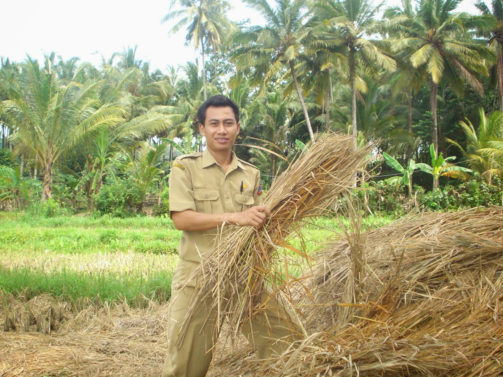 Apa Itu Jerami? Kenali Lebih Jauh Tentang Jerami dalam Kehidupan Sehari ...