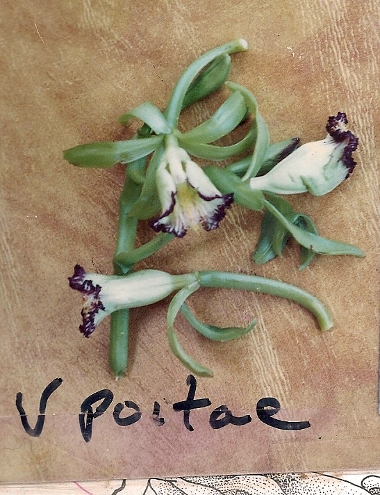 PLANT FAMILIES OF PUERTO RICO AND FLORIDA PAPO VIVES: ORCHIDACEAE ...