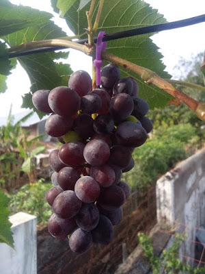 Sebelum Anda menanamnya... baca artikel Perbandingan Rasa 11 Jenis ...