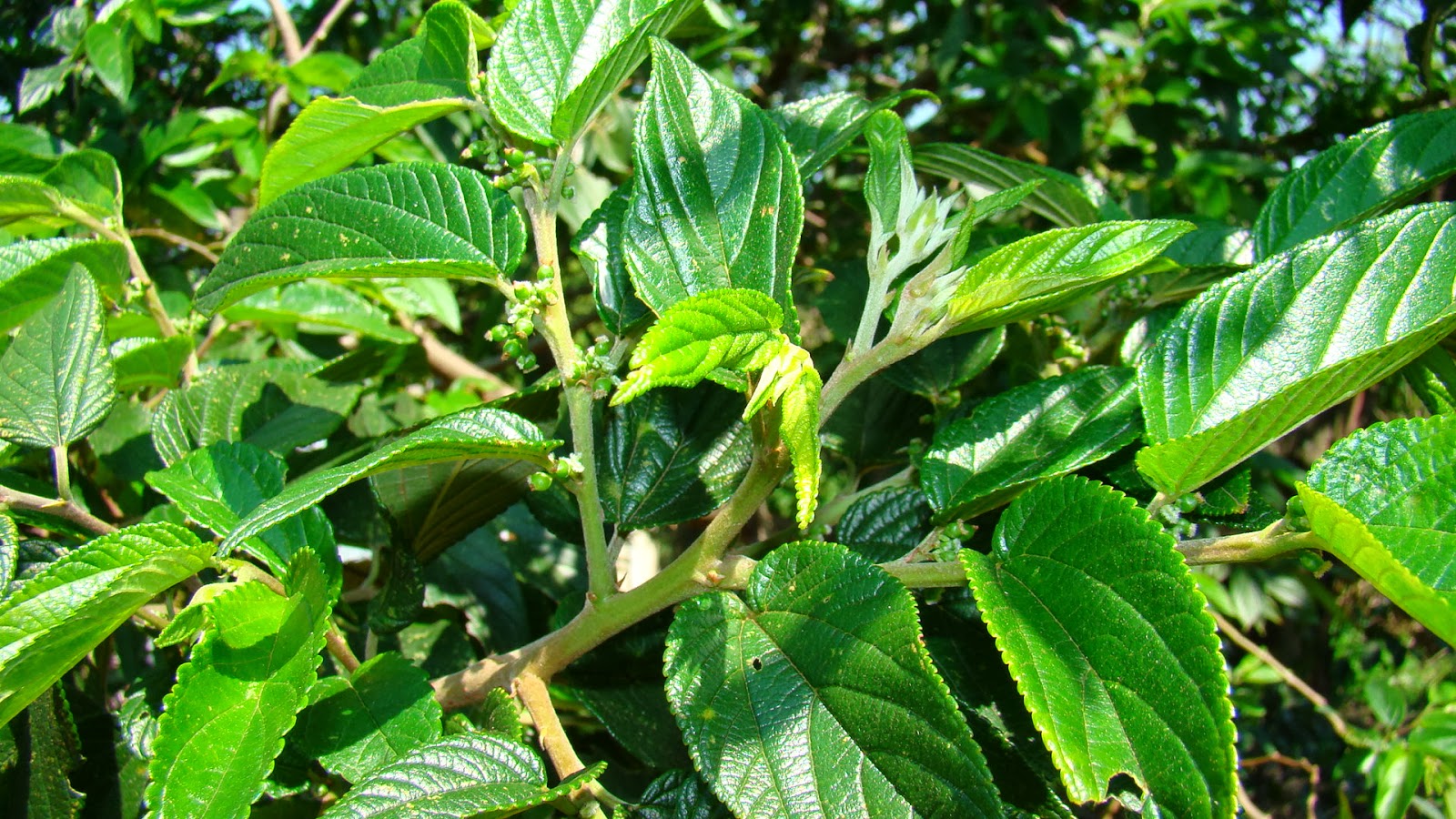 Environmental Rehabilitation and Indigenous Landscape Design: Trema ...