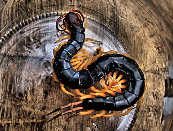 More glimpses of unfamiliar Japan: Mukade Giant Japanese Centipede