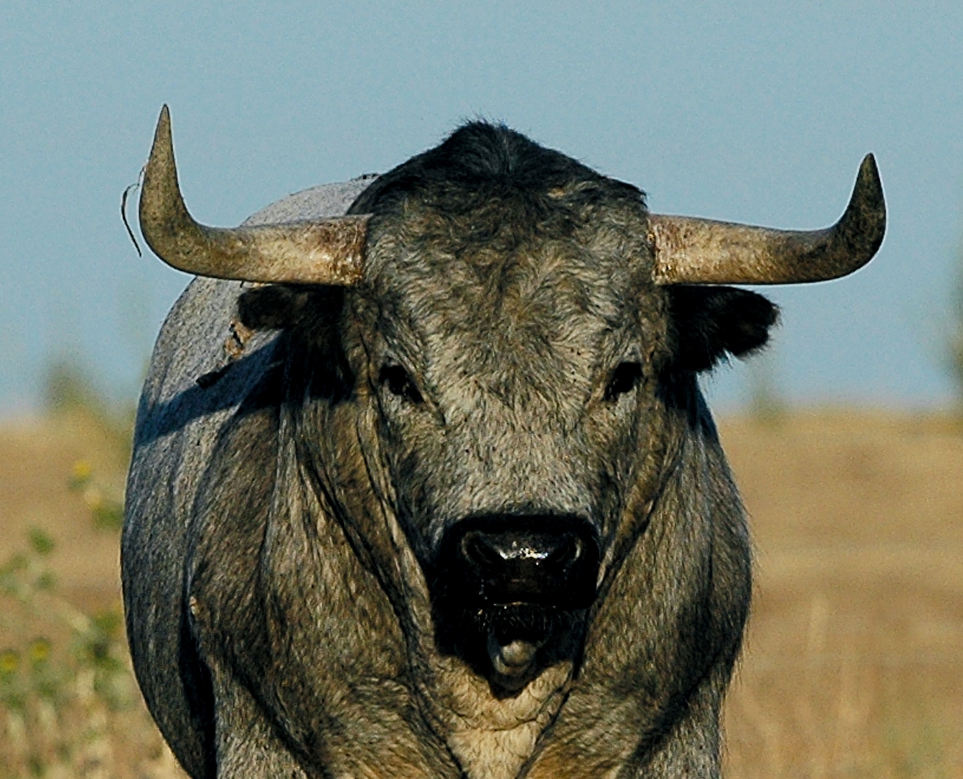 Toreo en Red Hondo: JUAN PEDRO QUISO COMPRAR LA GANADERÍA DE PABLO-ROMERO