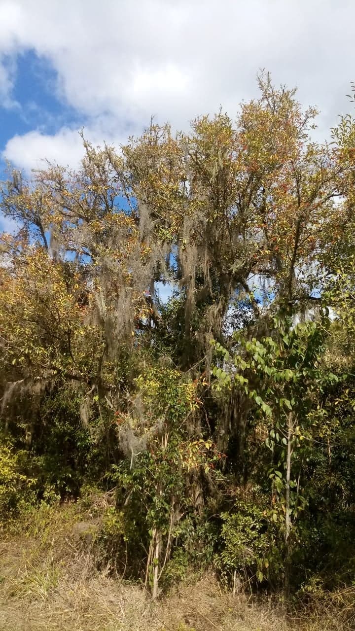 Chiquinho - Jornal Escolar: Bolsa de Sementes
