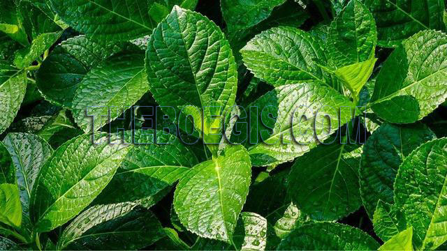 Benefits of Efficacy Leaf Kecibeling For Body Health
