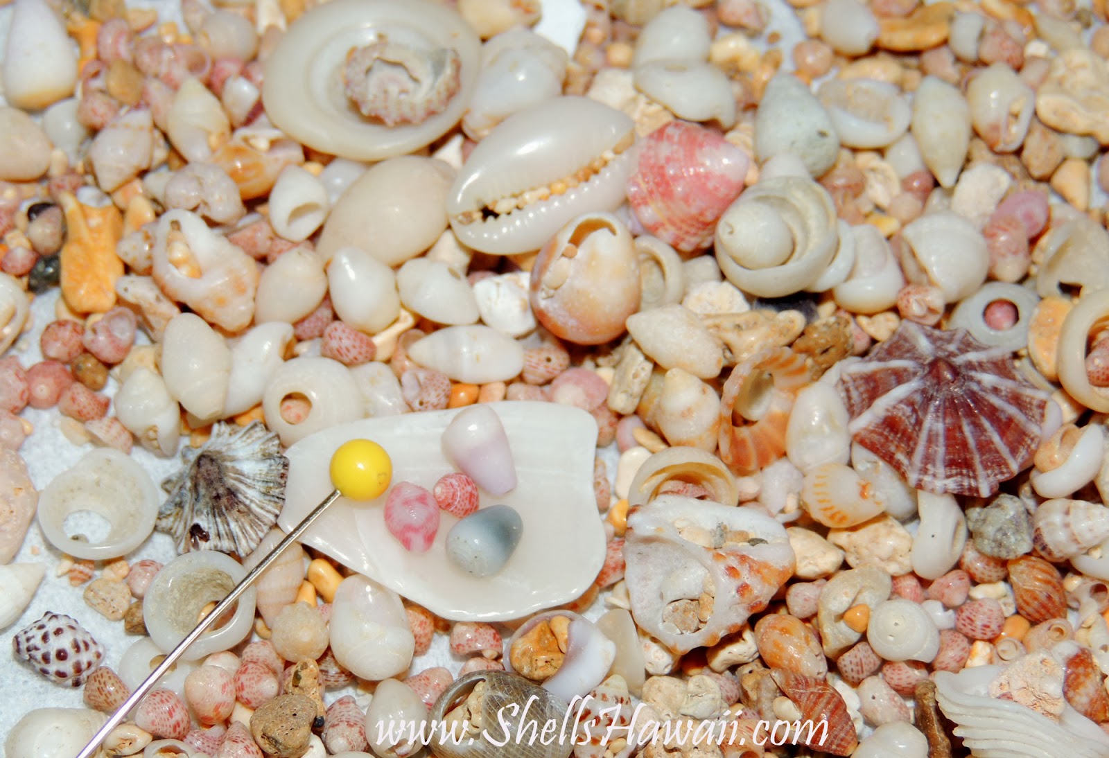 ShellsHawaii ...by Janjira: Hawaiian Seashells