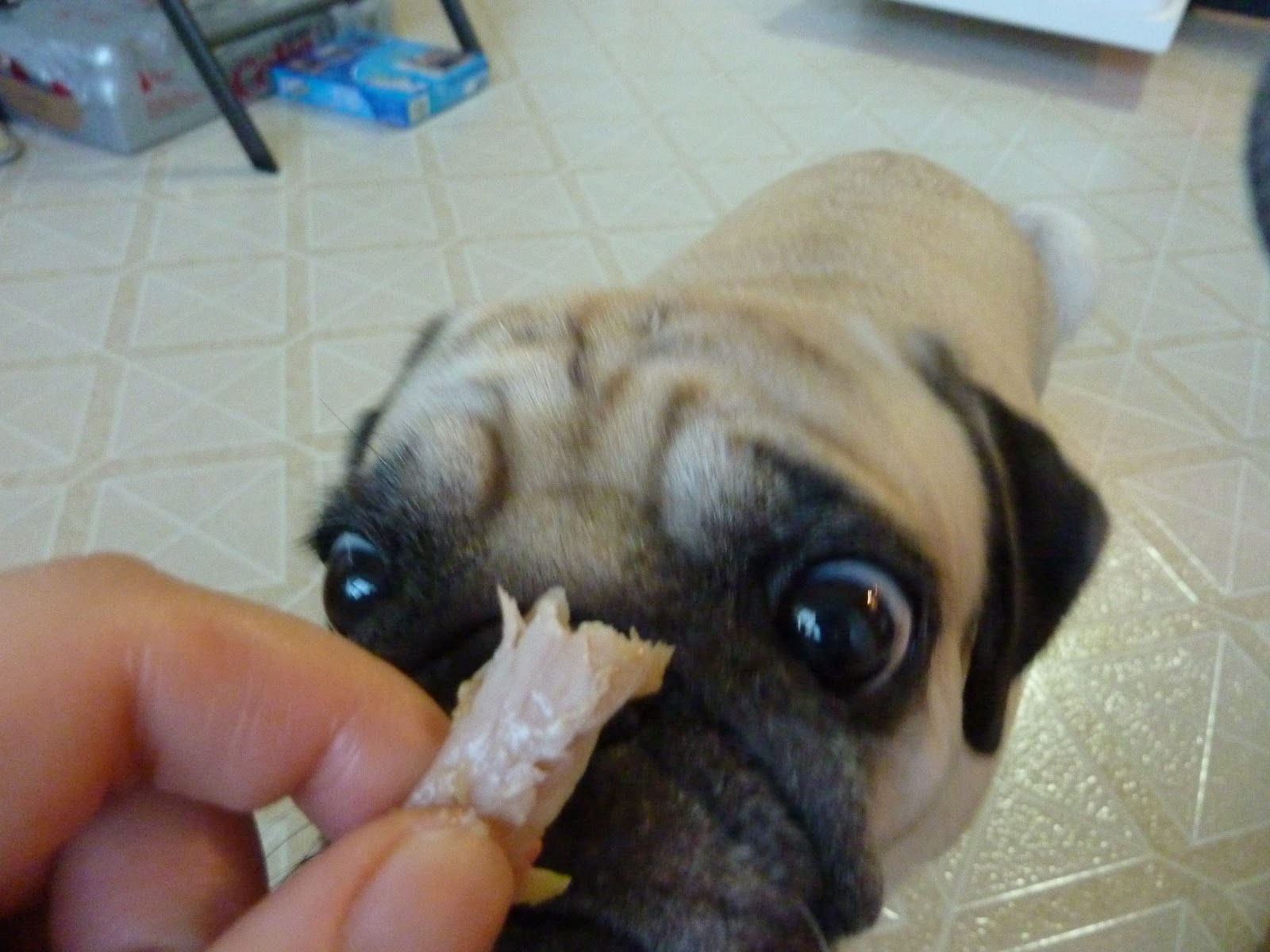 Lil Smug Pug: Happy Thanksgiving!