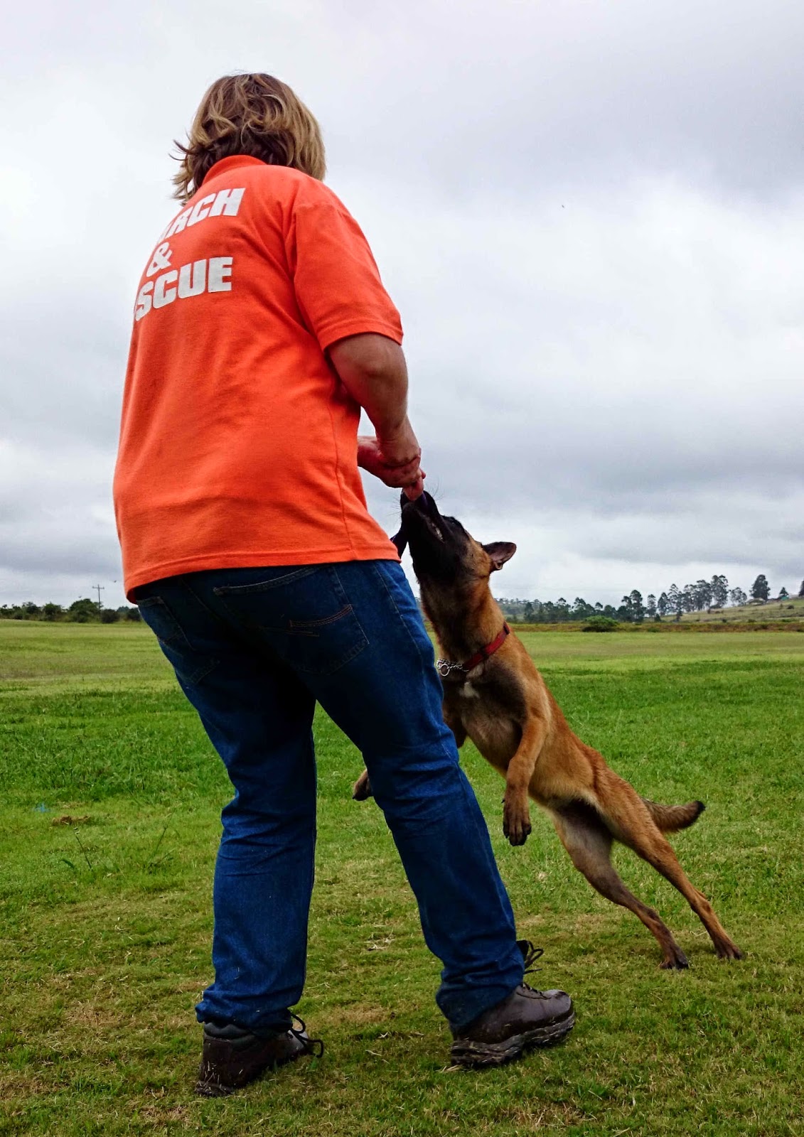 Training my First Search and Rescue Dog: Back in action....