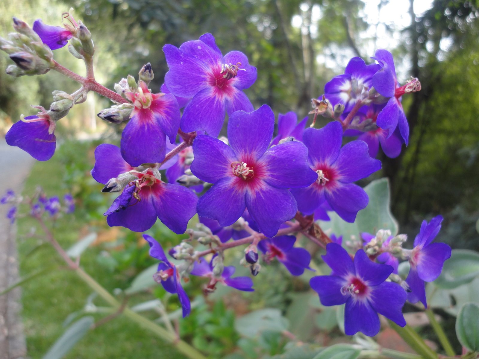 Photos Angela Vic: flor - flower