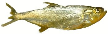 PEIXE APAPA OU TUBARANA (Pellona castelnaeana)