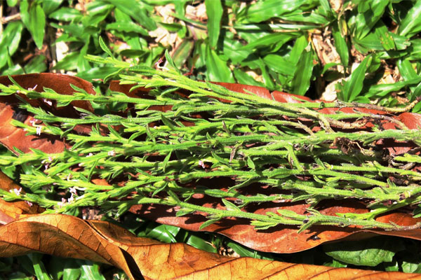 9 Khasiat Rumput Jarum Emas - Baca Disini