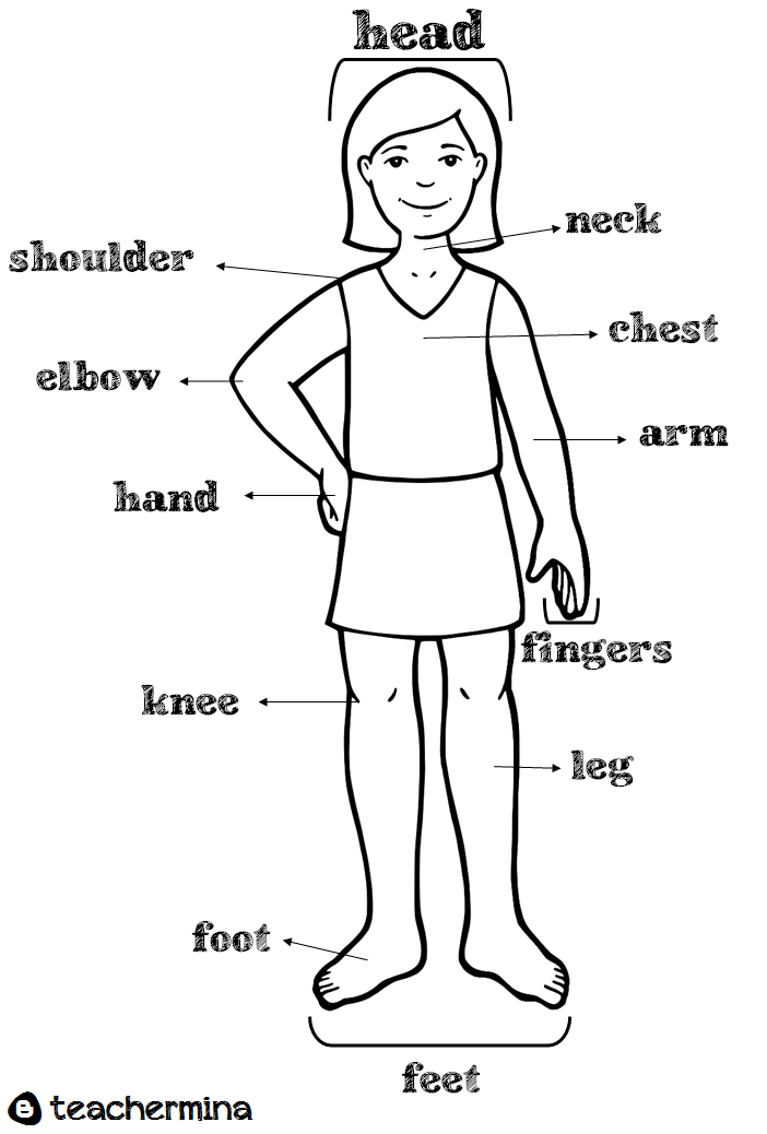 Teachermina Parts Of The Body Teachermina Parts Of The Body