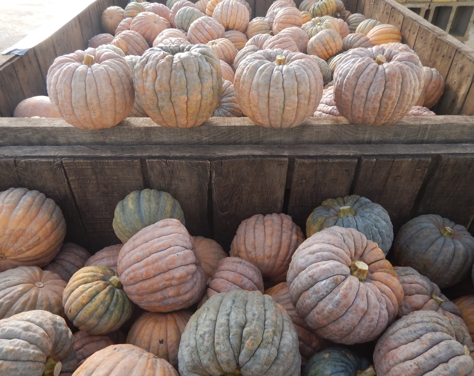 Harmony Valley Farm: November 21, 2019 - This Week's Box Contents ...