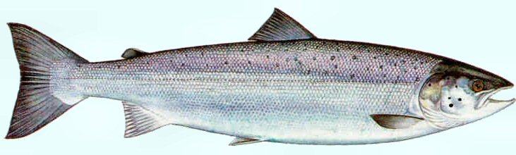 Steelhead Underground: Grilse Rods