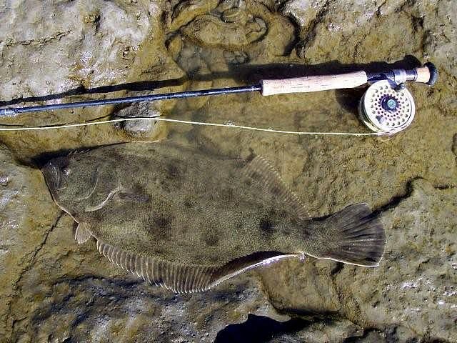 Artes de Pesca: LA PESCA DEL LENGUADO Y OTROS PECES PLANOS