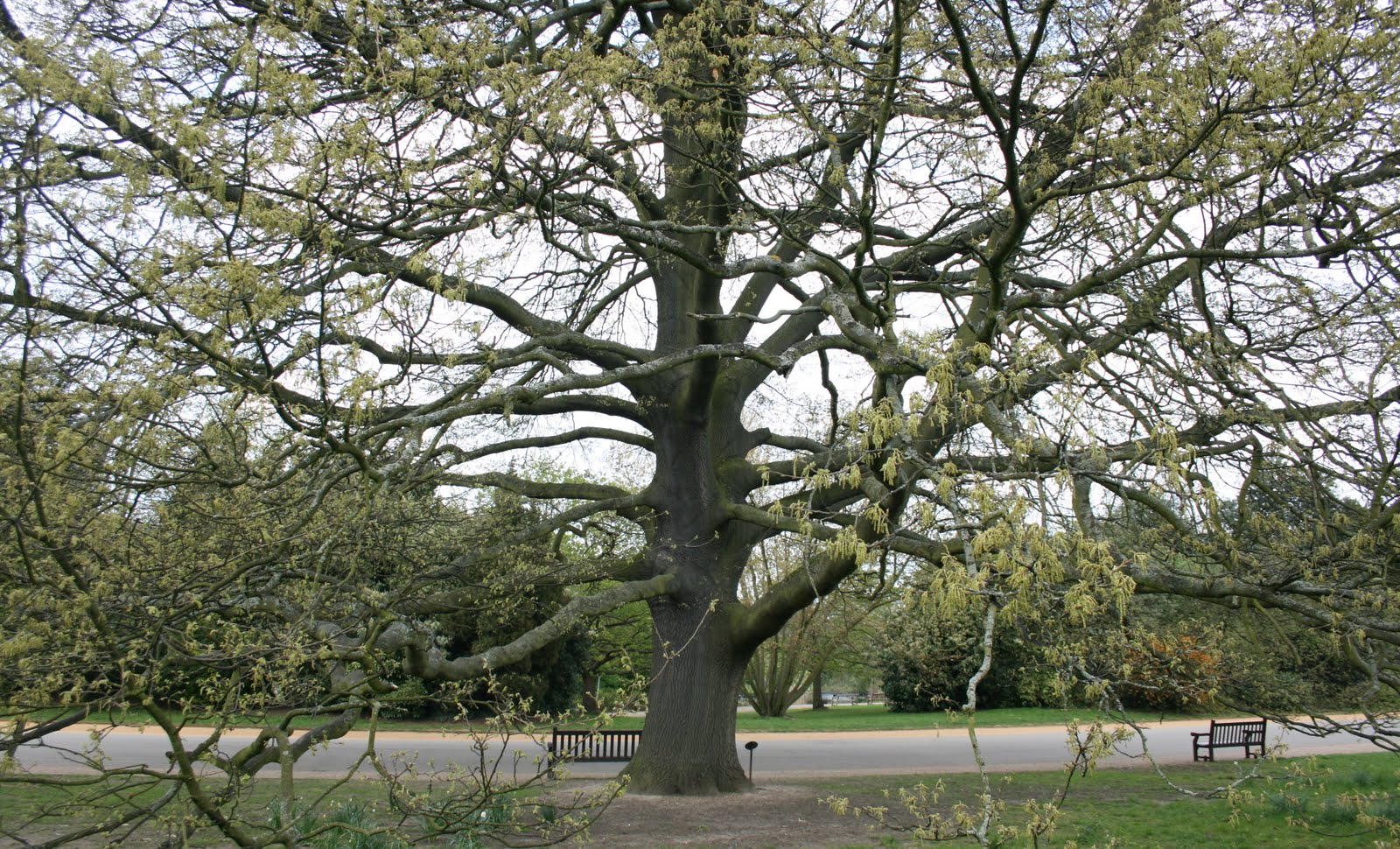 Nature In London: Turkey Oak (Quercus cerris)