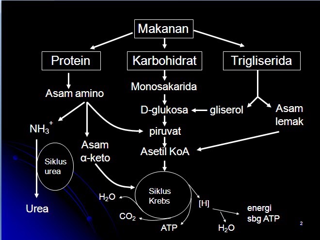 UNSOED INSIDE: METABOLISME PROTEIN