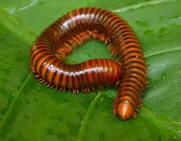 4th GRADERS: ANIMALS