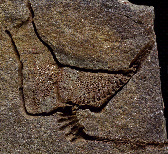 O Códice : 07/30/21