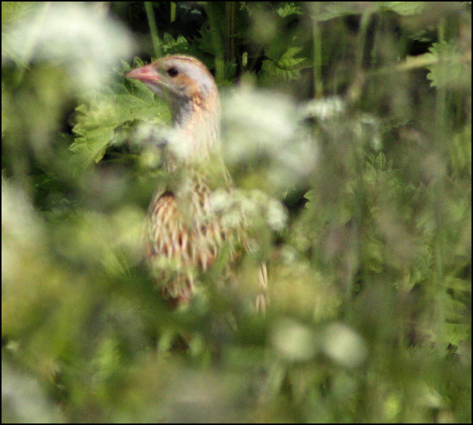 Wild and Wonderful: Scottish Odyssey 2014 ~ The Crex-Crex of the Corncrake
