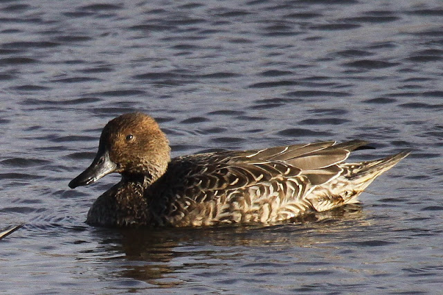 Tails of Birding: 2011