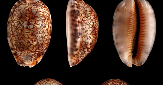 Purple cowrie shell (Zibeichi)