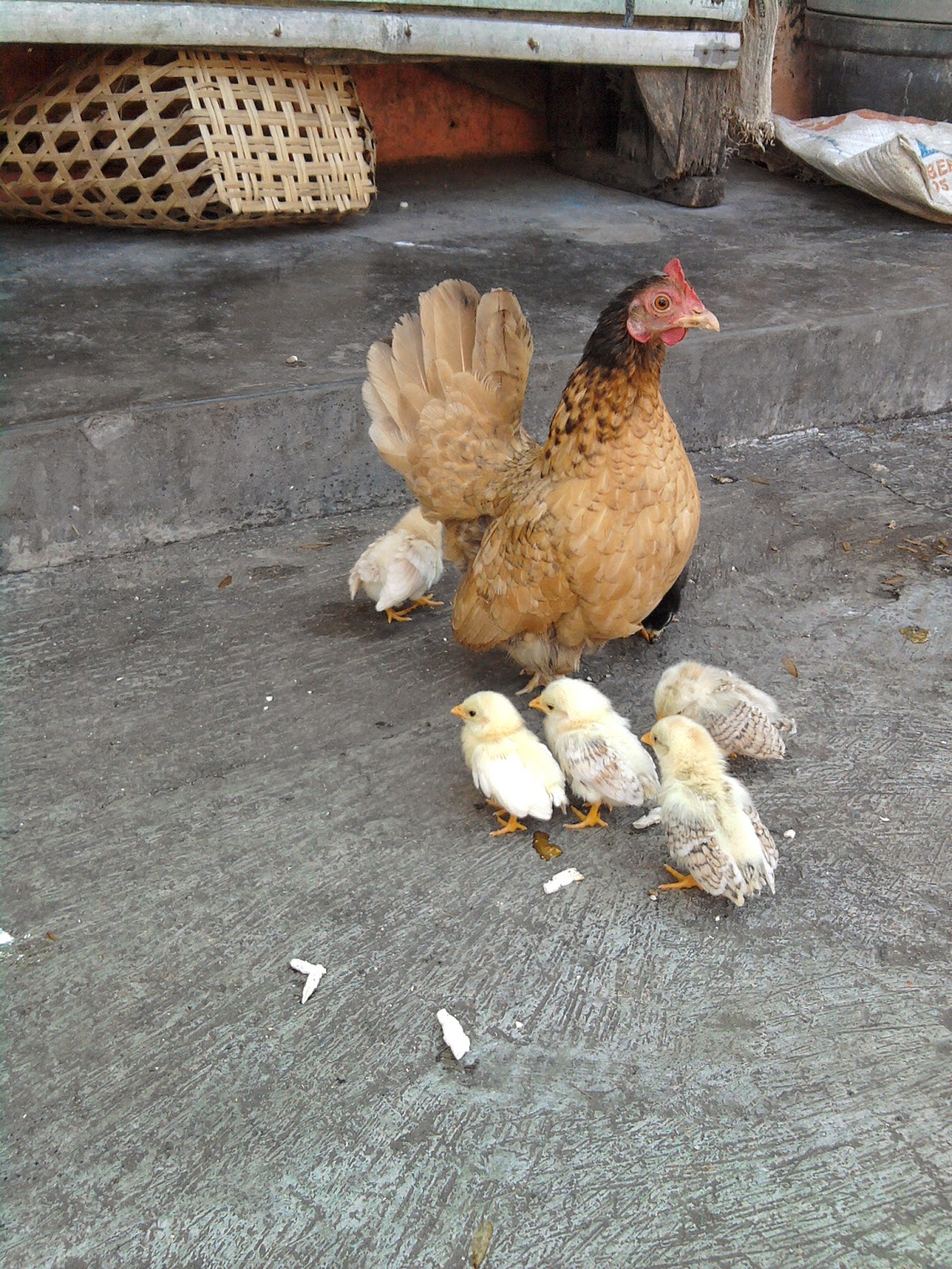 Budidaya Ayam Kate Bagian 2 ~ Welcome to Yulvanic's Blog