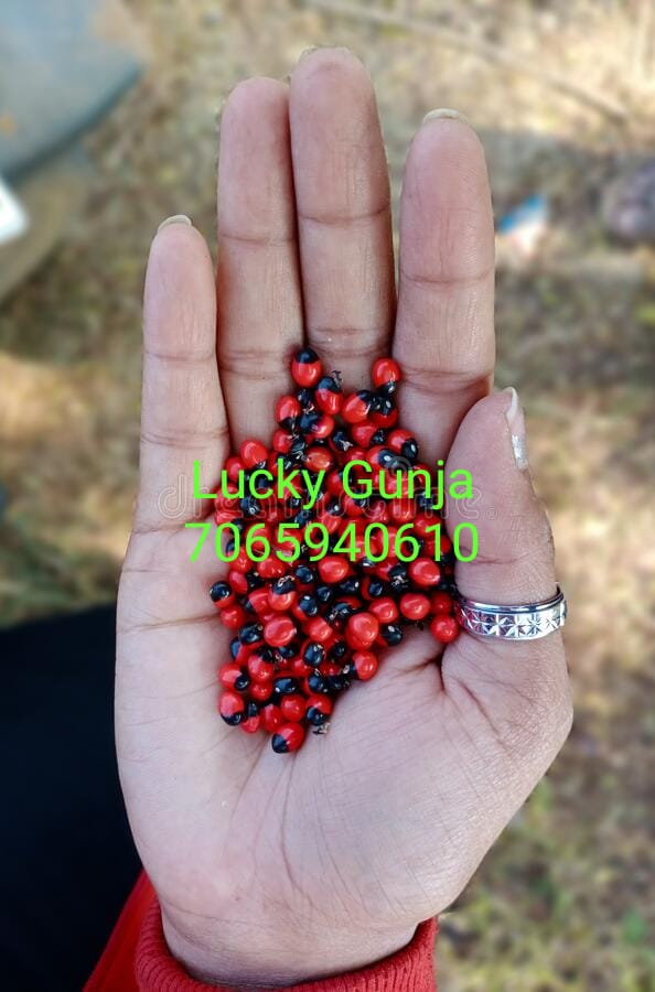 Rosary Pea Safed Gunja is Costliest Seed 7065940610