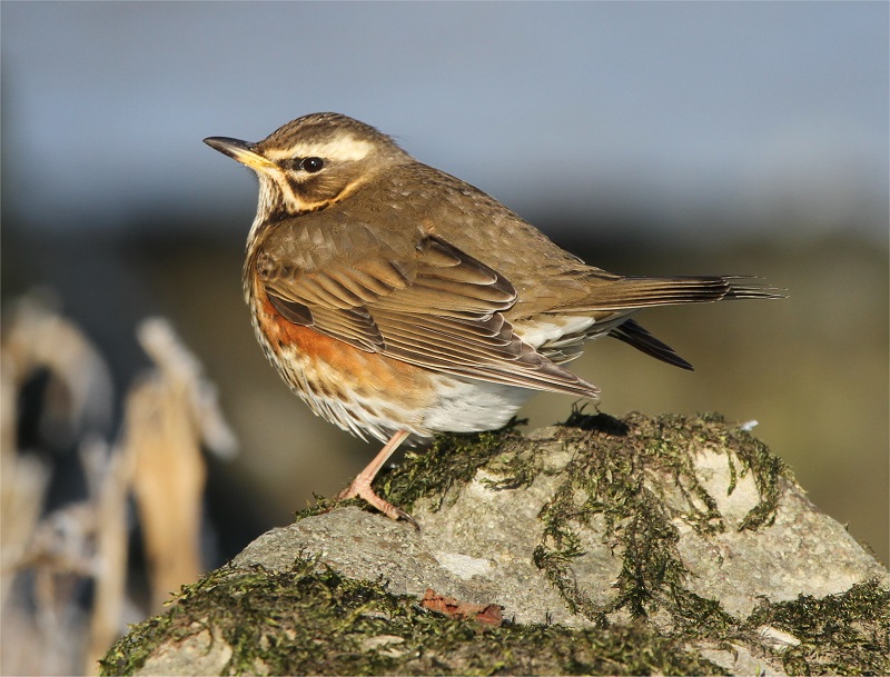Murfs Wildlife : Redwings Icelandic or Scandinavian