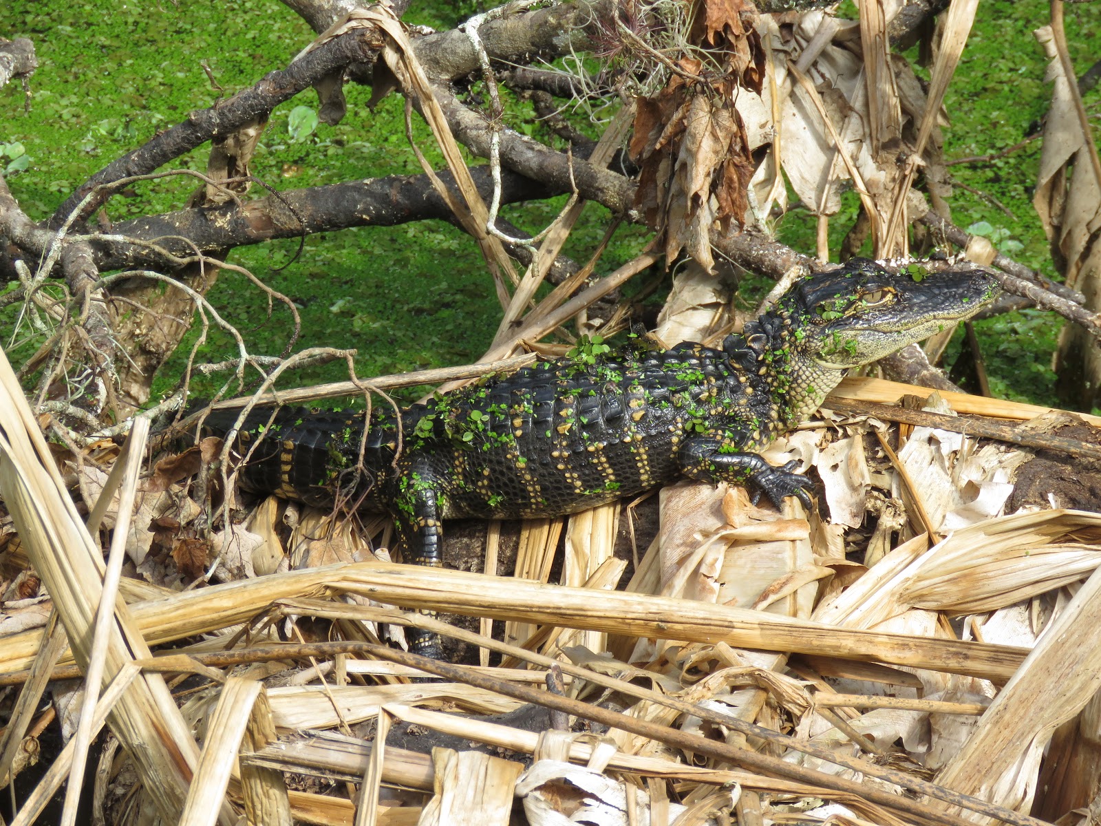 Bird & Travel Photos, Birding Sites, Bird Information: BABY ALLIGATORS ...