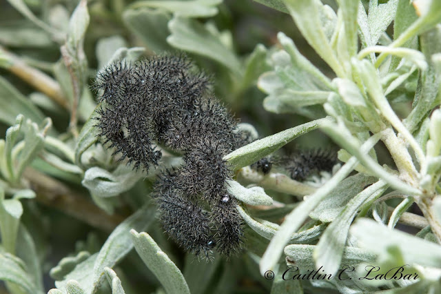 Northwest Butterflies: Species Profile: Hera Buckmoth - Hemileuca hera