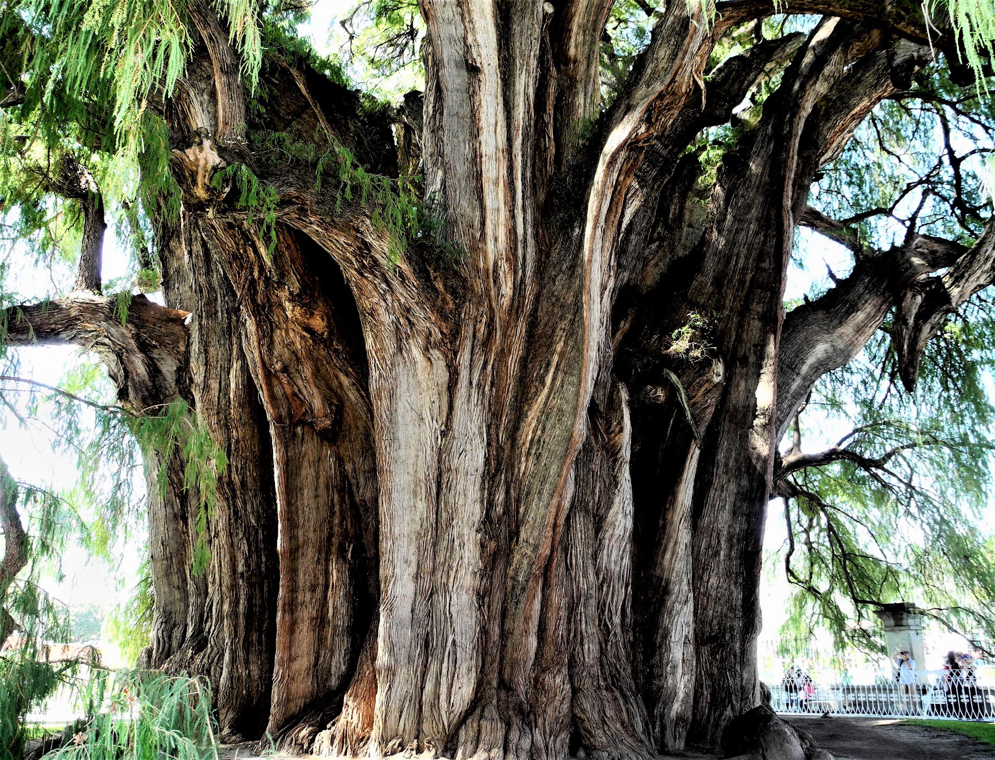 Fieggentrio: Árbol del Tule, een stevige stam