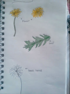 Dandelion Investigation