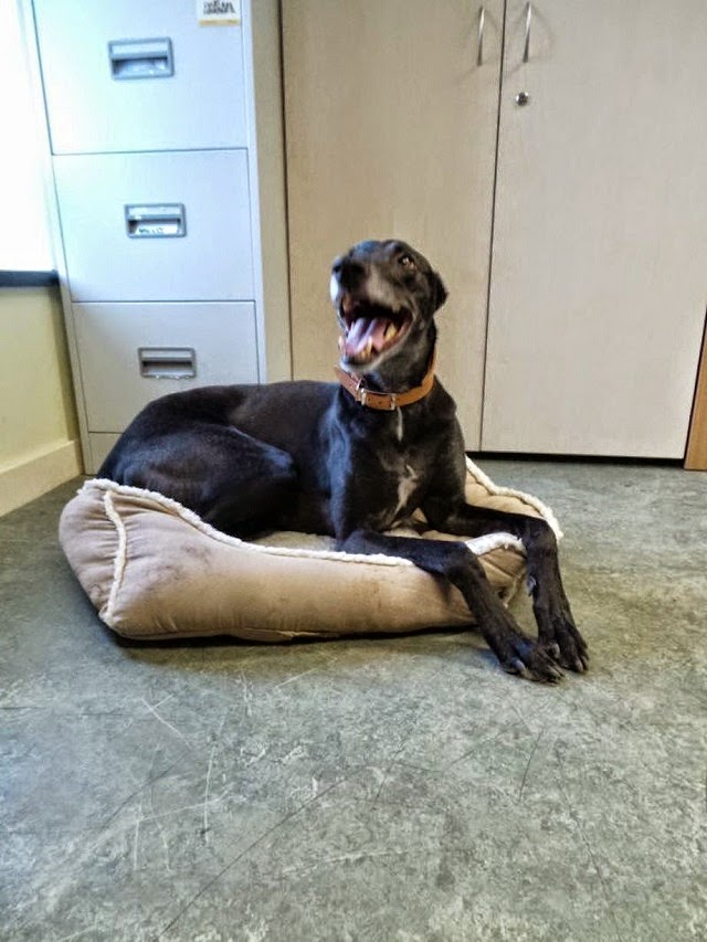 "Jed" el perro que fue rechazado por 17 000 adoptantes es declarado "el ...