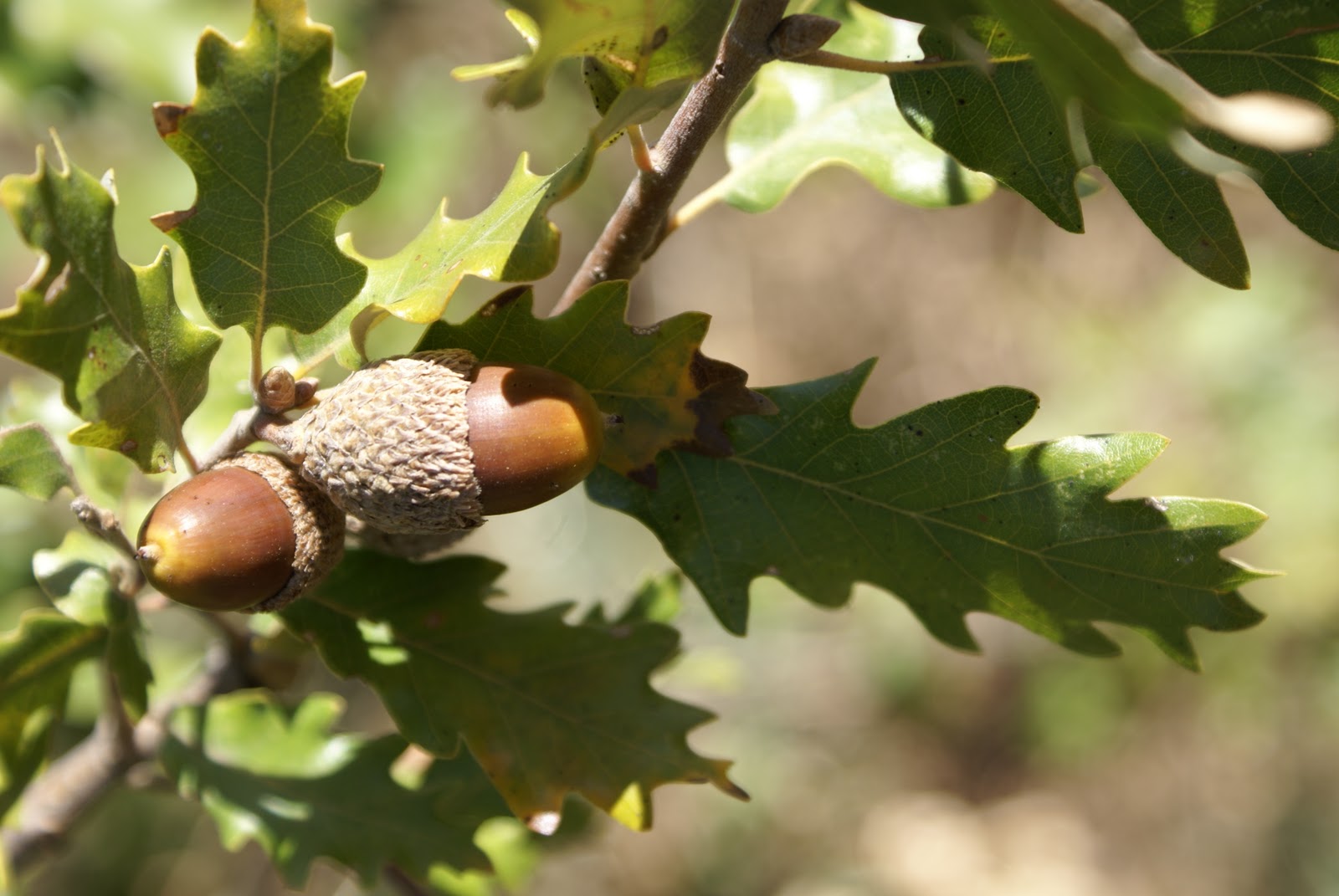 quadrogiz: "A um carvalho" - Poema de Miguel Torga