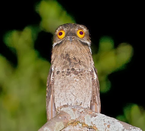 White Wolf : The world's most brazenly hidden bird -- the common potoo ...