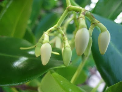 Pamacca: Rhizophora (R. Mucronata, R. Stylosa dan R. apiculata)