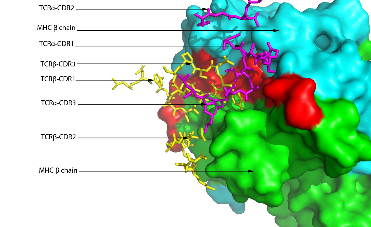 Crystal structure of a complete ternary complex of T-cell receptor ...