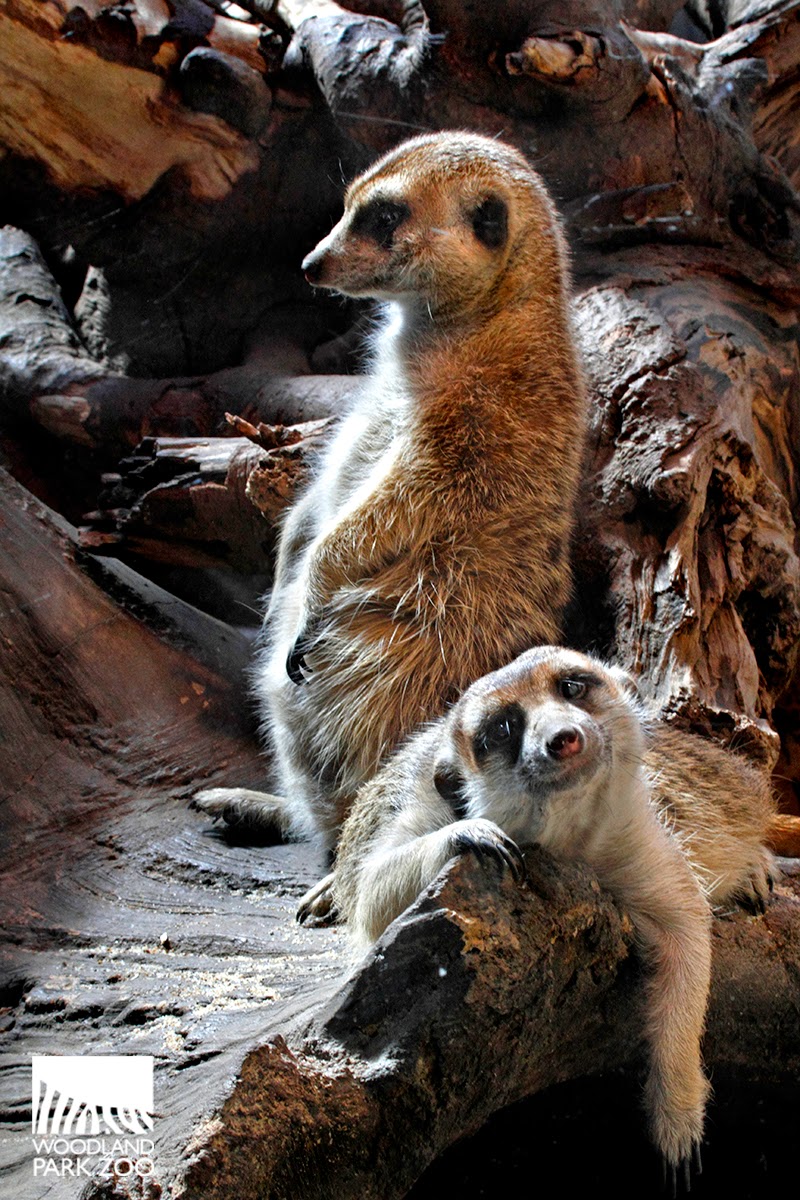 Thanksgiving, like a beast