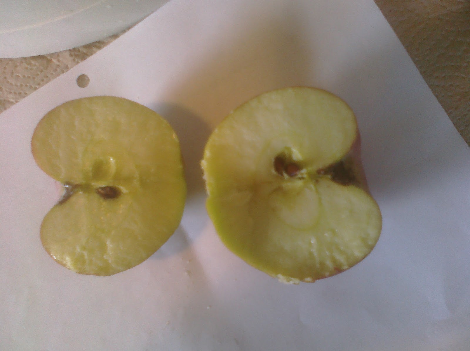 Avella Orchard: Updates