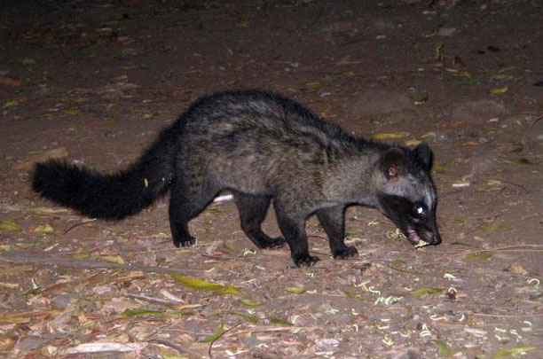 Yang Harus Anda Tahu Kebiasaan Musang Dan Garangan Pada Waktu Malam ...