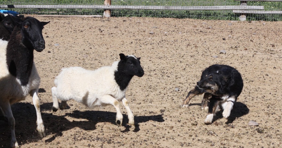 Health & Life at the Rough String: Sheep? Yep, We Now Have Sheep!