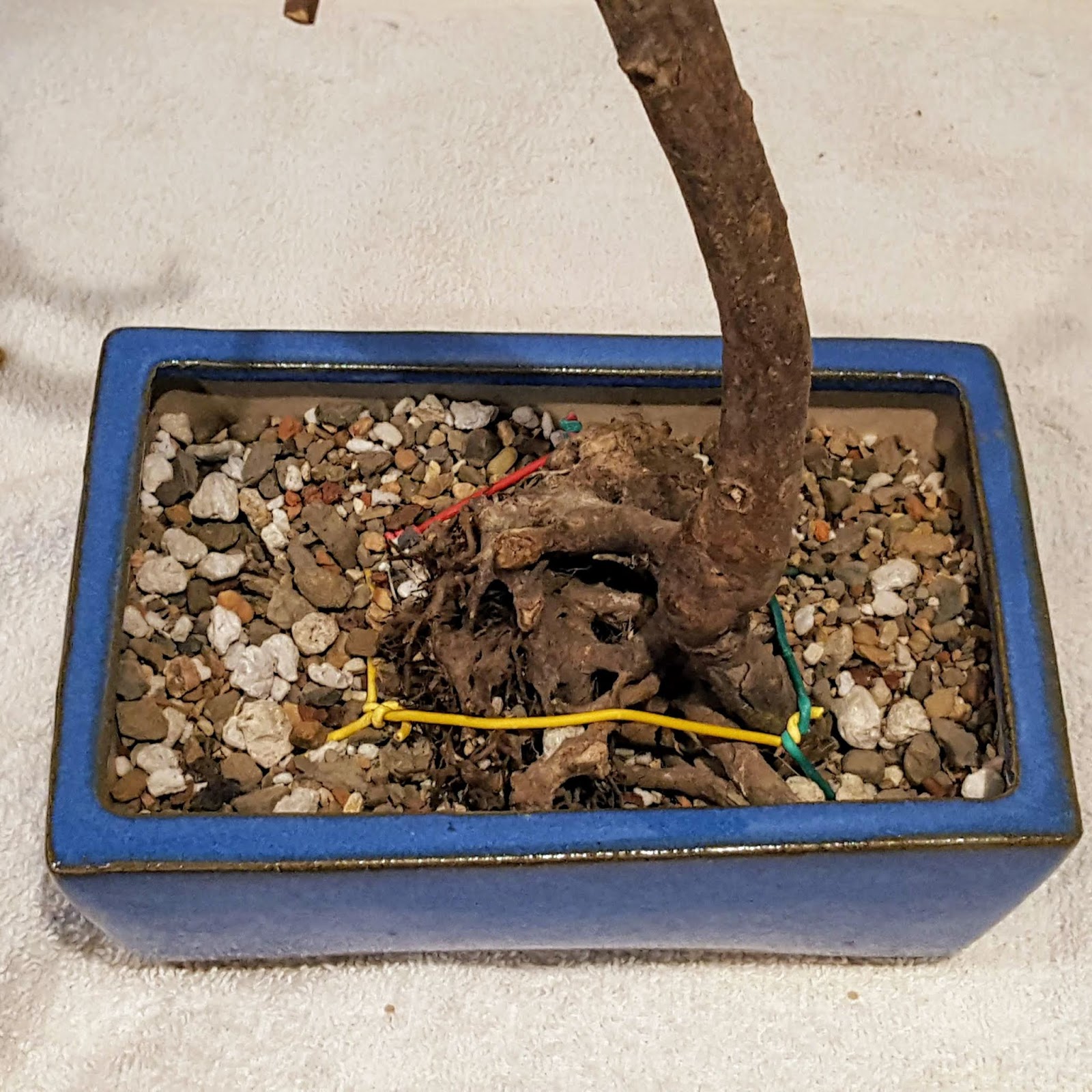 Heart of Texas Bonsai: Five-Point-tie to anchor your Bonsai