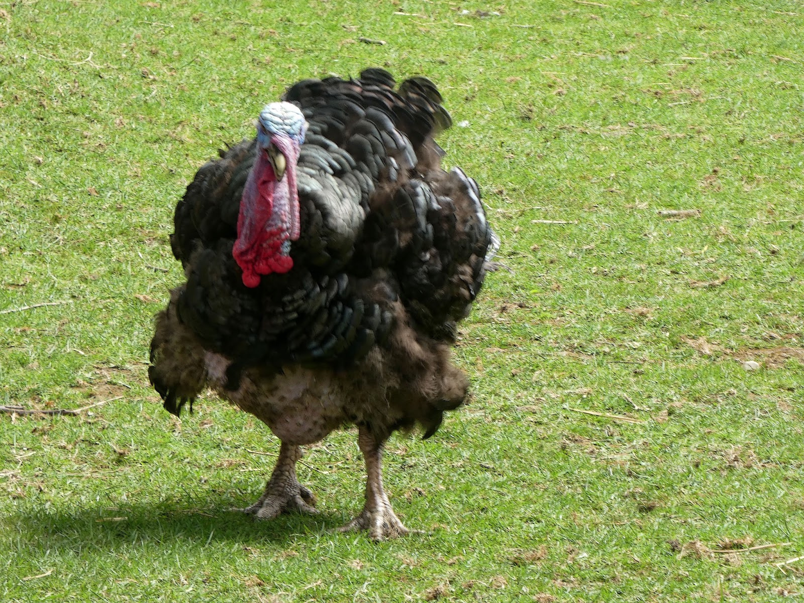 joachimartist: slow tour on a fuzzy day