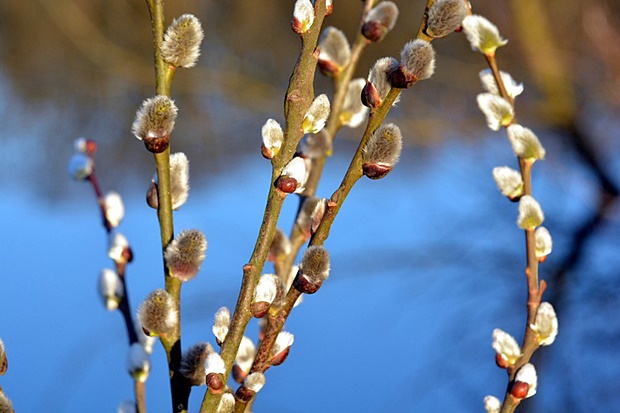 VRBA IVA – cica maca KAO LIJEK | PRIRODNO I ZDRAVO