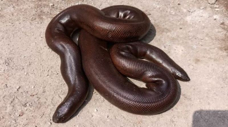 मांडूळ आणि गुप्तधन: हा साप एक कोटी रुपयांना का विकला जातो? | Indian ...