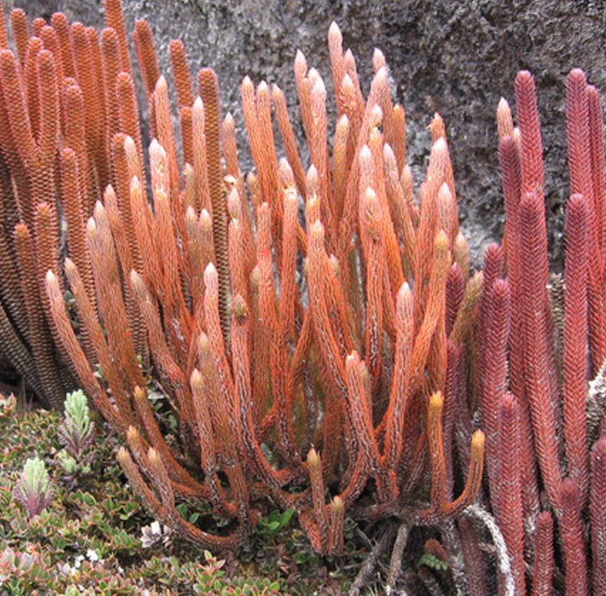 Species New to Science: [Botany • 2019] Synopsis of the Genus ...